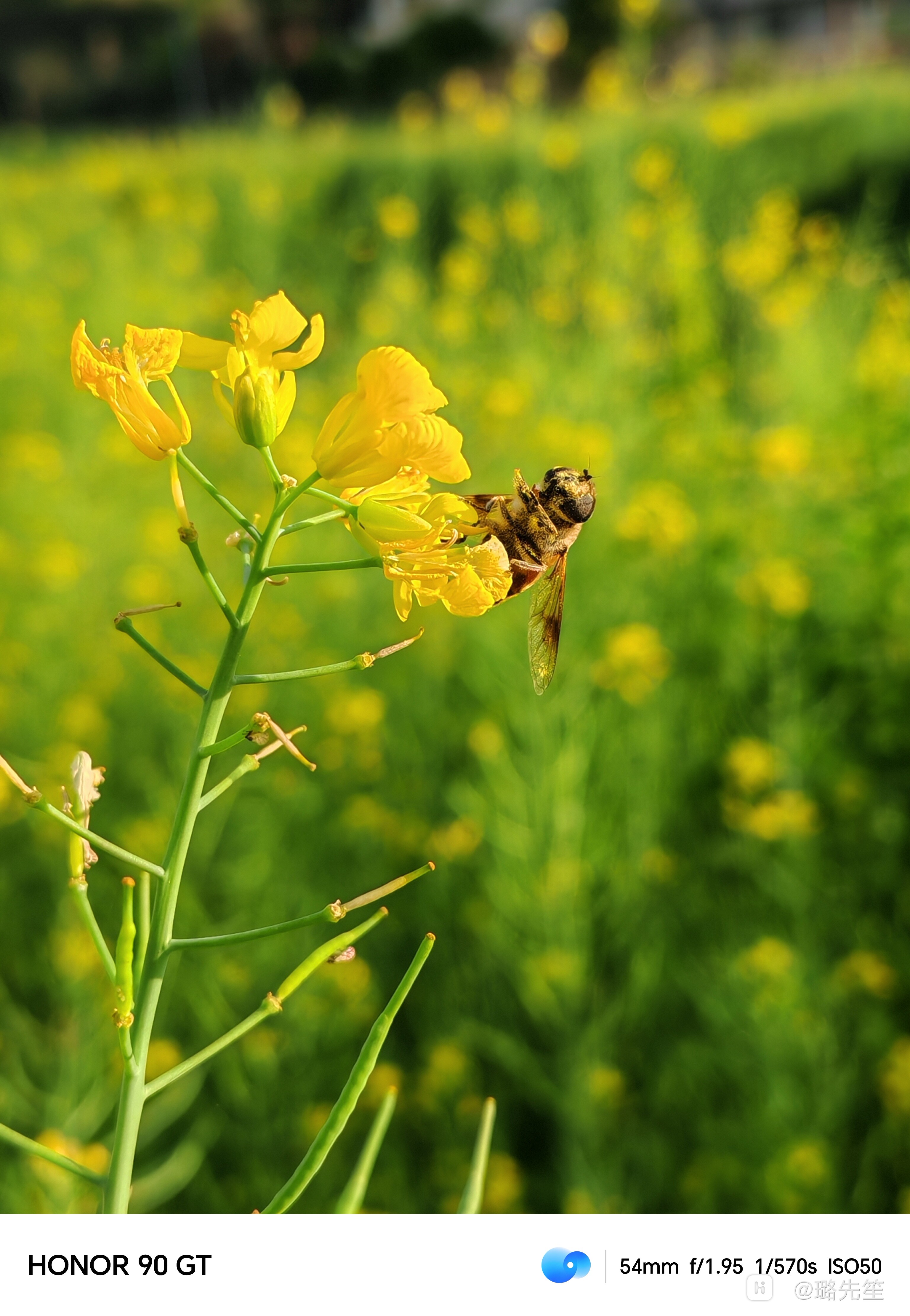 荣耀90GT镜头下的春天！-荣耀俱乐部