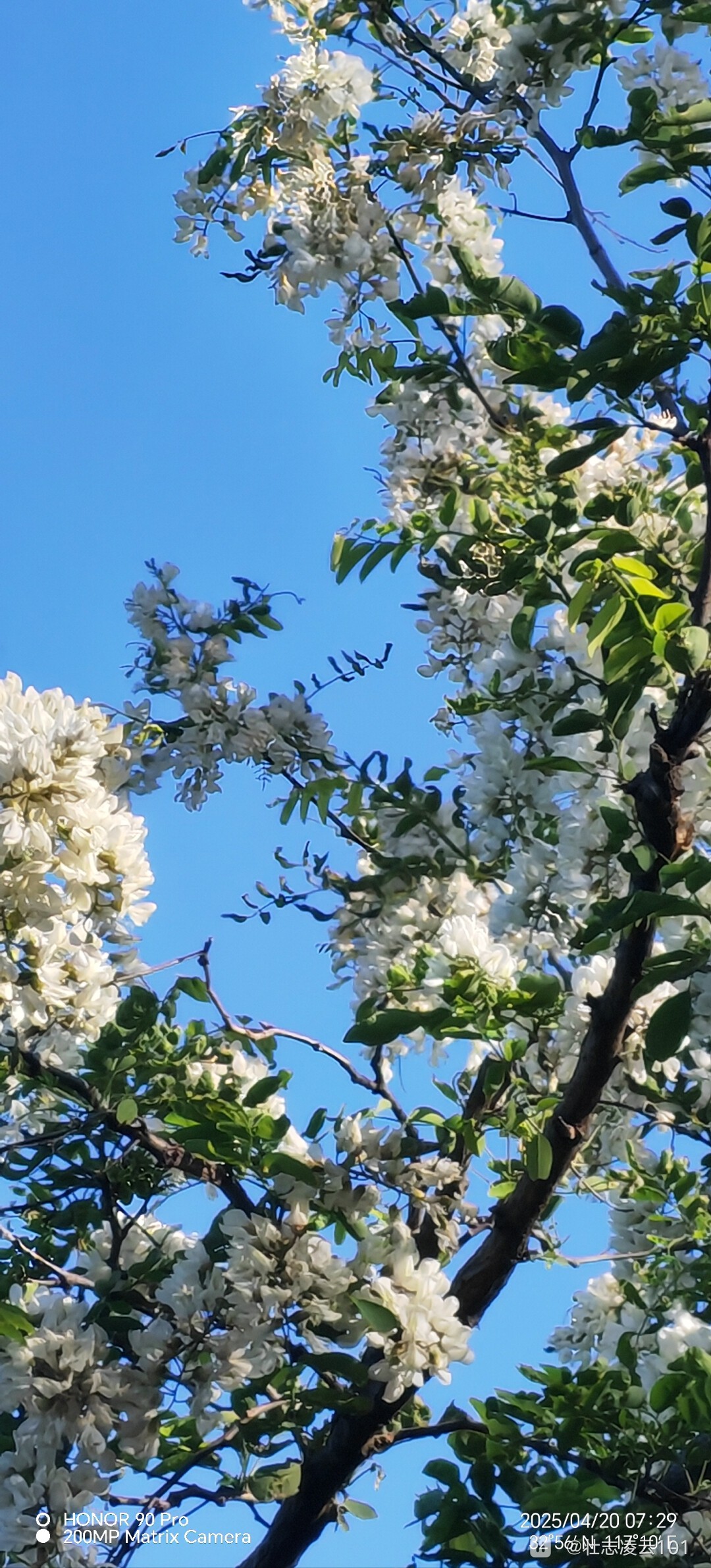Magic7与荣耀90Pro拍照比较-荣耀俱乐部