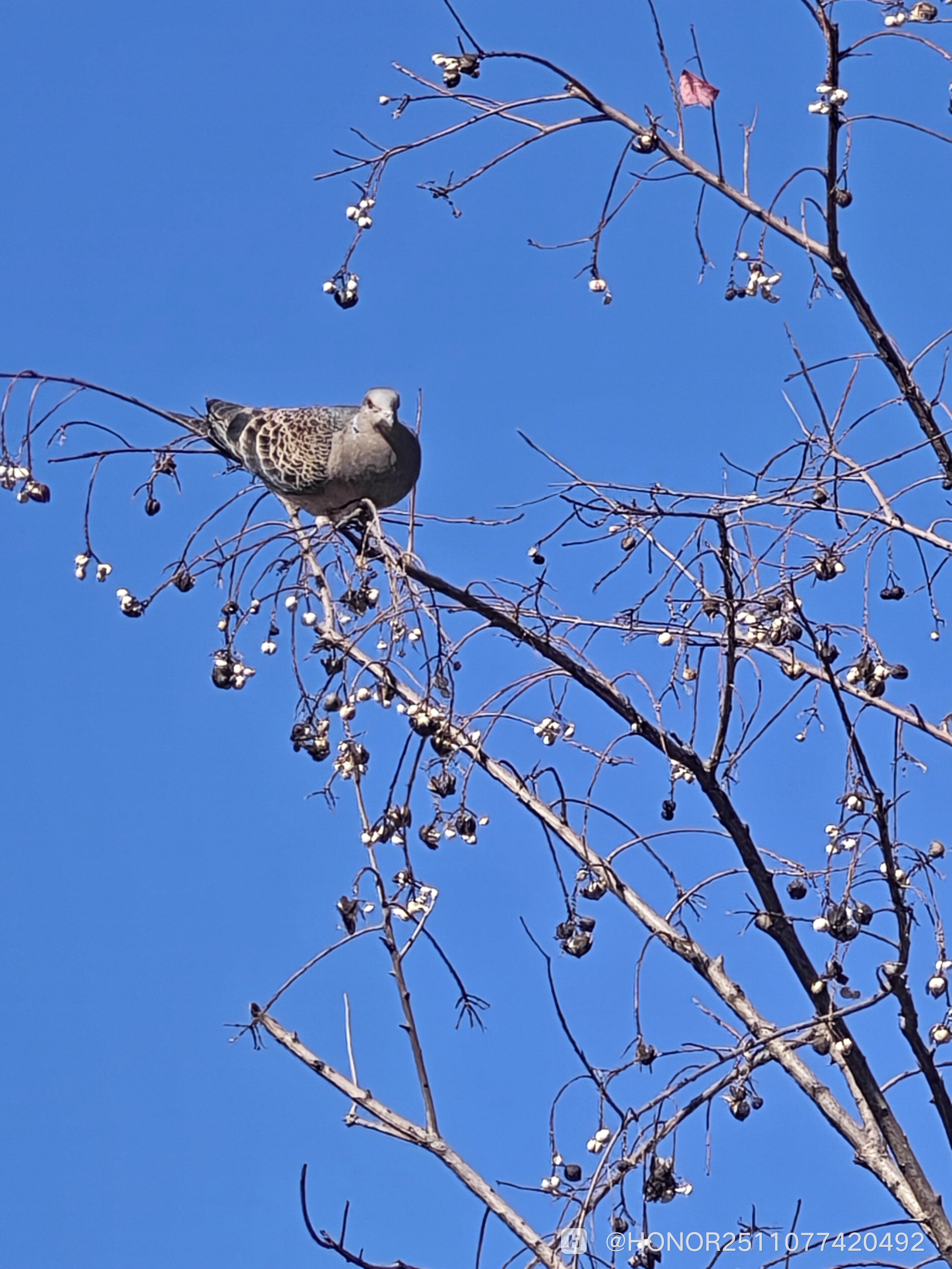 觅食 冬季养膘-荣耀俱乐部